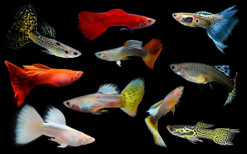 50 Different Types Of Guppies With Pictures 