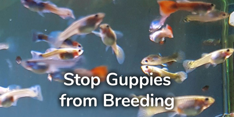 How to Stop Guppies from Breeding?