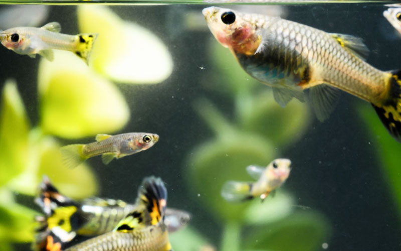 When Can Baby Guppies Go In The Main Tank When Can Baby Guppies Go In The Main Tank